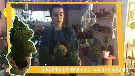 წიწვოვანი მცენარე ხამიციპარისი Youtube