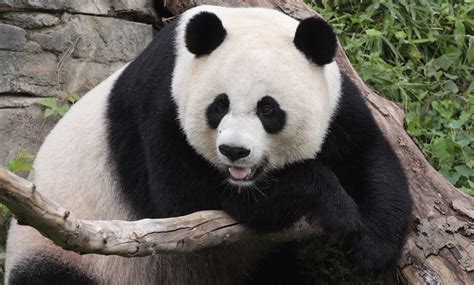 Giant Panda Panda Giant Panda Panda Facts