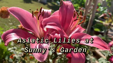 Asiatic Lilies Lilium Flower Plant Care Routine Growing
