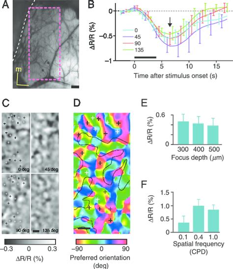Optical Imaging Of Visual Responses In Marmoset V1 A The Cortical Download Scientific
