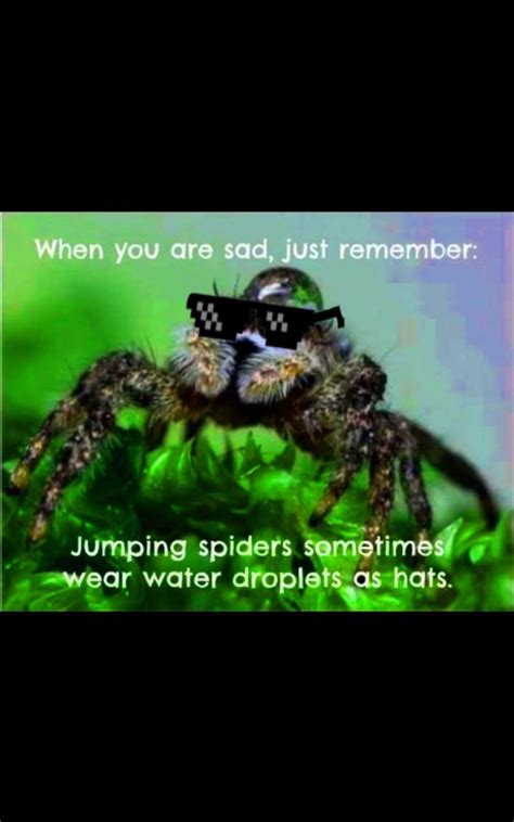 Pin By Mia Teague On Funny Spider Man Memes In 2022 Spiders Funny Jumping Spider Funny