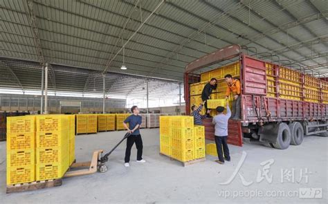 贵州罗甸：采收鲜果供应春节市场 人民图片网