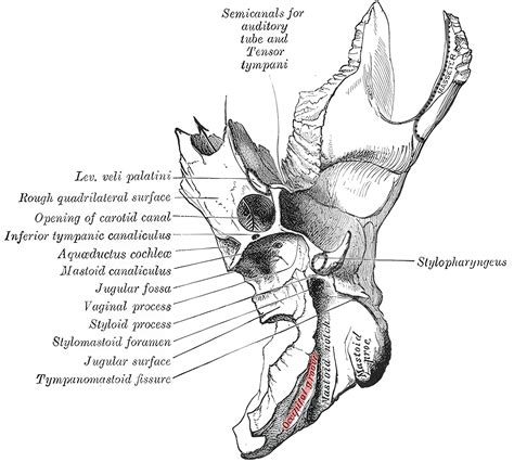 Sulcus Arteriae Occipitalis Ars Neurochirurgica