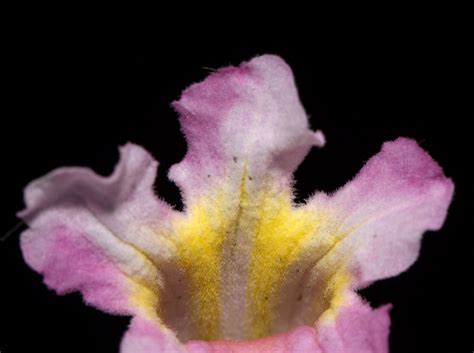 Fotografias De La Flora Autoctona Del Uruguay Lapacho Rosado