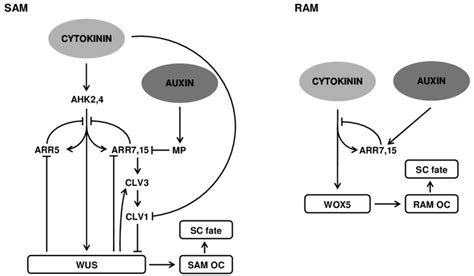 Cross Talk Between Cytokinins And Auxin In Determination Of Shoot And Download Scientific