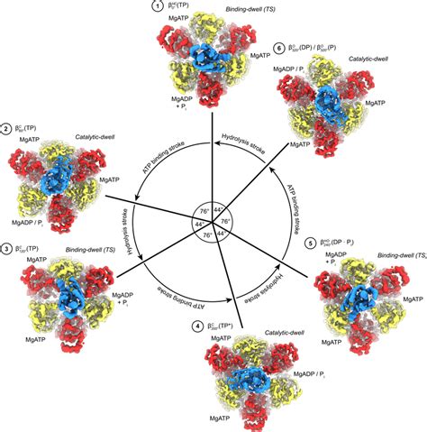 The Reaction Scheme Of Bacillus Ps3 F1 Atpase Suggested By Download Scientific Diagram
