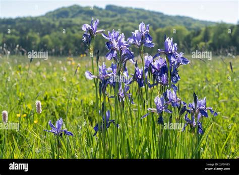 Siberian Iris Iris Sibirica Stock Photo Alamy