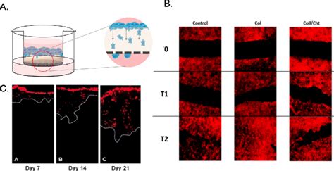 Various Methods Have Been Developed To Evaluate Cell Migration With Download Scientific Diagram