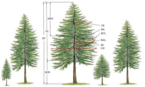 The Sketch Map Of Tree And Branch Variables HT Is Tree Height CL Is Download Scientific