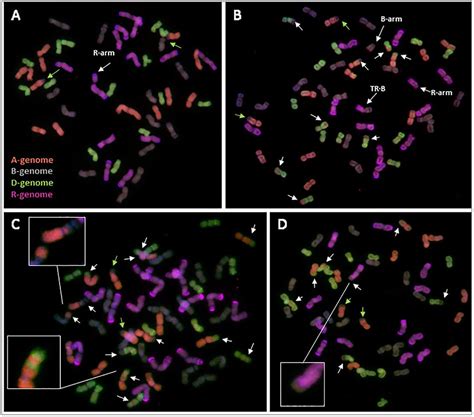 Frontiers Genome Wide Transcription During Early Wheat Meiosis Is