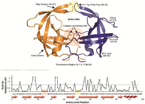 Sequence Function Analysis Of An Hiv 1 Protease Variant Sequence Download Scientific Diagram