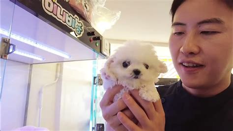 대구강아지분양 대구애견분양 개키우는남자 대구비숑프리제분양 대구포메라니안분양 대구말티즈분양대구말티푸분양강아지브이로그경산강아지경산애견경산핫플레이스 Youtube