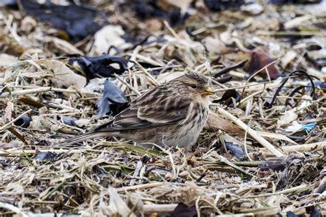 Twite Thanet Local Group