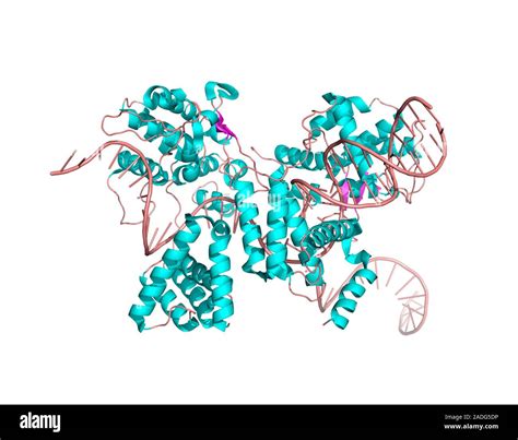 Enzyme Catalysing Dna Recombination Molecular Model Of The Enzyme Cre Cyclization