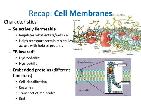 PPT Cell Membrane Function PowerPoint Presentation Free Download ID