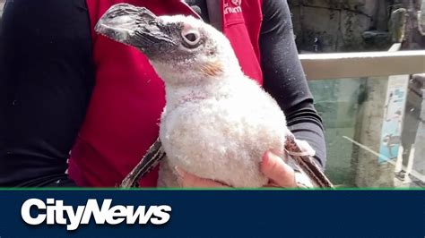 Vancouvers African Penguins Moving To Edmonton Youtube