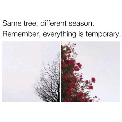 Same Tree Different Season Remember Everything Is Temporary Alex