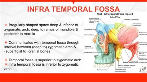 Infratemporal Fossa And Pterygopalatine Fossa Newpptx