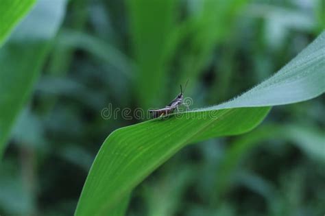 A Grasshopper On A Leaf At The Garden Stock Image Image Of Sunlight Shone 289003553