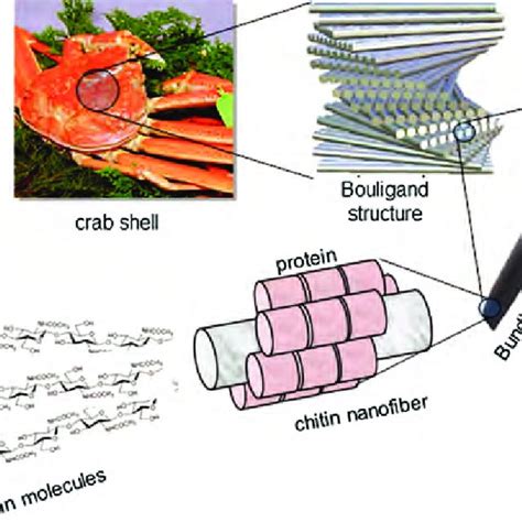 Fe Sem Micrographs Of Chitin Nanofibers From Crab Shells After One Pass Download Scientific