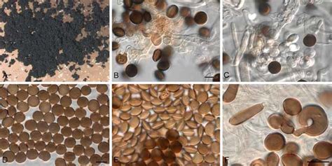 Arthrinium Phaeospermum Cbs 14255 A Colony On Oa B C