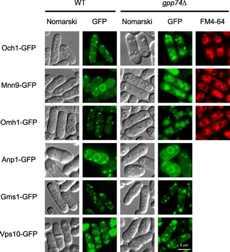 Subcellular Localization Of Golgi Resident Proteins In Gpp74Δ Cells
