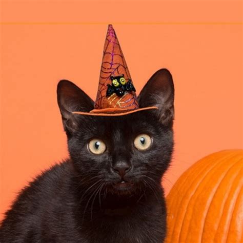 예보들 강아지 할로윈 코스튬 날개 망토 모자 옷 페오펫몰