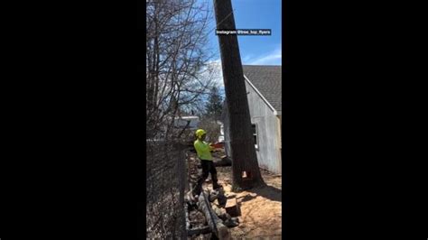 Satisfying Way To Fell A Tree With Limited Space News Com Au Australias Leading News Site