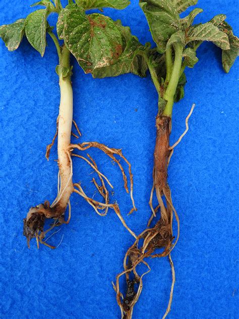 Potato Blackleg Caused By Dickeya Vegetable Pathology Long Island