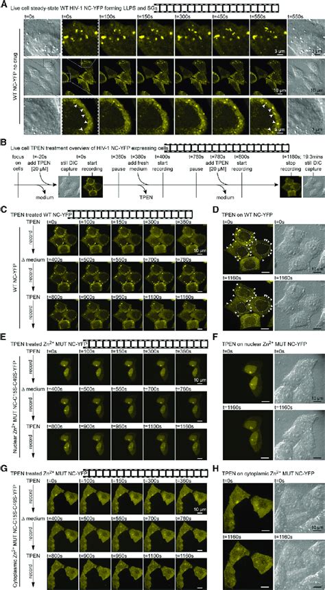 Znf Dependent Dynamically Formed Cellular Nc Llpss Are Zn 2 Chelation