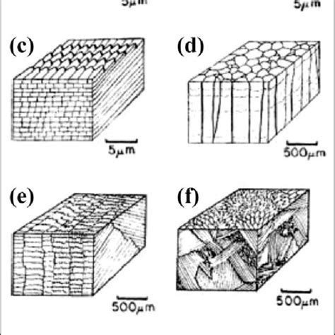 The Structures Forming Sea Shells A Column Structure B Planar