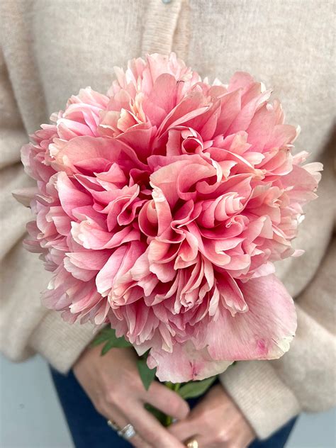 peony command performance grow peonies dutchgrown™