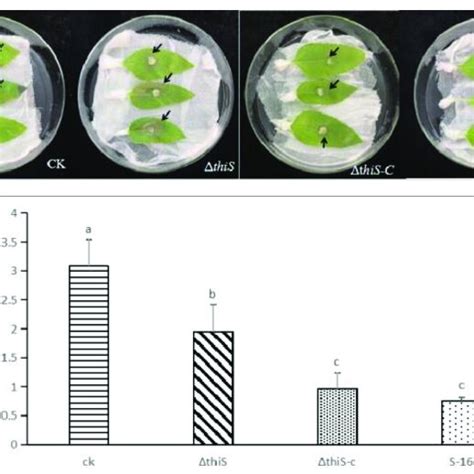 Effects Of The Volatile Compounds From The Wild Type S 16 The Mutant Download Scientific