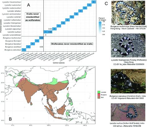 Computer Vision Model Performance For Identifying Lookalike Venomous