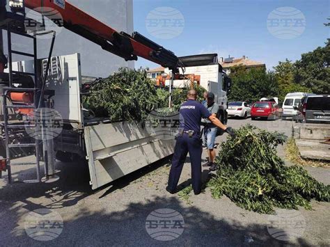Четири декара нива засята с канабис разкриха полицаи в поморийското село Бата Утро