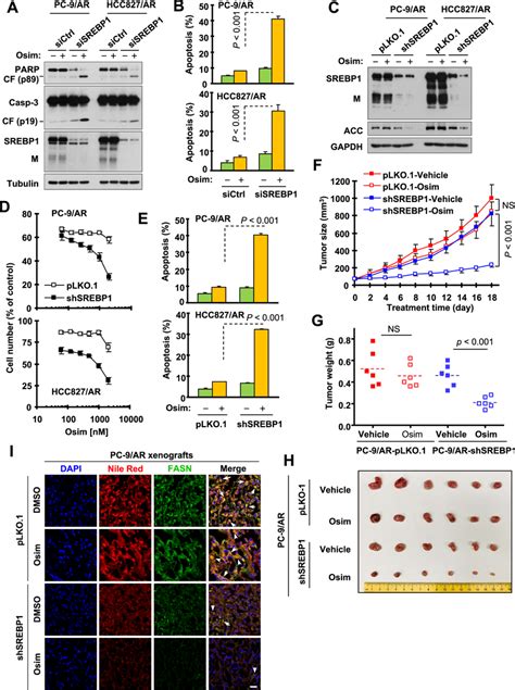 Genetic Knockdown Of Srebp1 Reverses Osimertinib Resistance In Vitro
