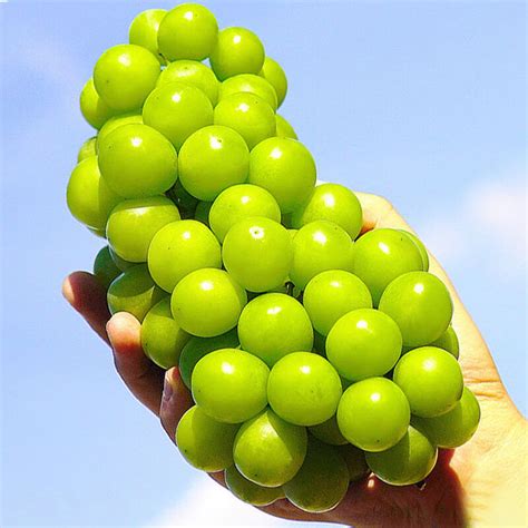 晴王与阳光玫瑰区别是什么