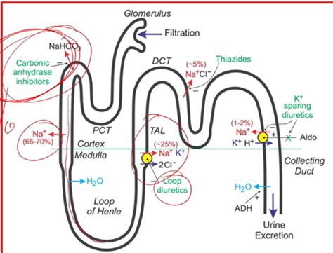 3 1 3 2 Loop Diuretics And Thiazides Flashcards Quizlet