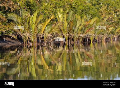 Sundarbans Bangladesh Sundarbans Mangrove Forest The Largest