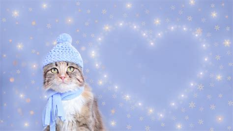 카메라를 향해 포즈를 취하는 고양이 공간을 복사합니다 엽서 발렌타인 데이 파란색 배경에 파란색 모자와 스카프를 두른 귀여운 고양이 니트 모자를 쓴 사랑스러운 새끼 고양이