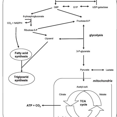 Description Of The Intracellular Partitioning Of Glucose Between
