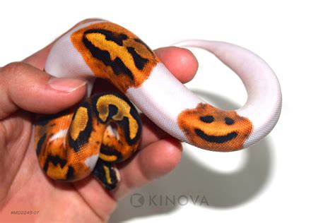 Pied Het Lavender Ball Python By Kinova Morphmarket
