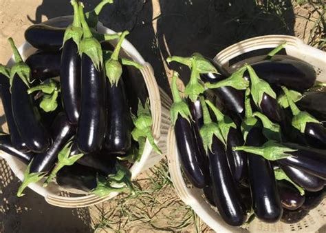 A117 F1 Tz 148 Hawk AŞili Patlican Fİdesİ Fide Pazarı Fide Fiyatları Sebze Fidesi