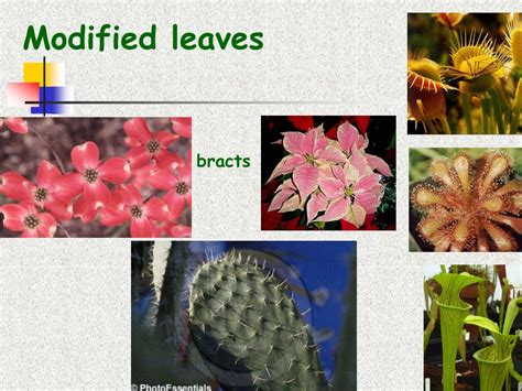 Examples Of Modified Leaf At Dollie Guth Blog