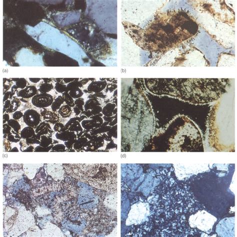 Scanning Electron Micrographs Of Authigenic Clays All Clays Identified