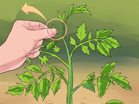 How To Prune Tomatoes 9 Steps With Pictures Wikihow
