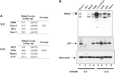 Figure 1 From A Single Nucleotide Polymorphism In The Mdm2 Promoter