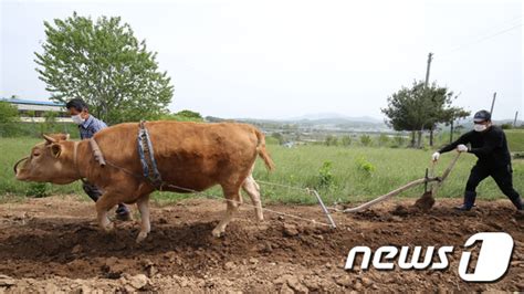 밭에서 쟁기질하는 소