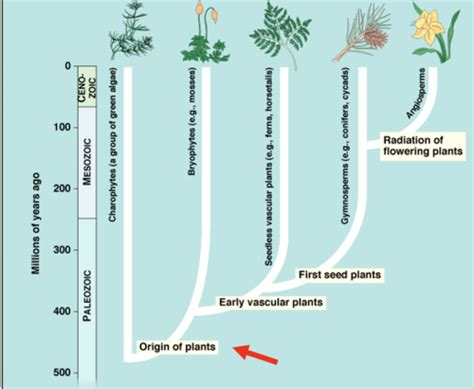 Native Plants Quiz 1 Flashcards Quizlet