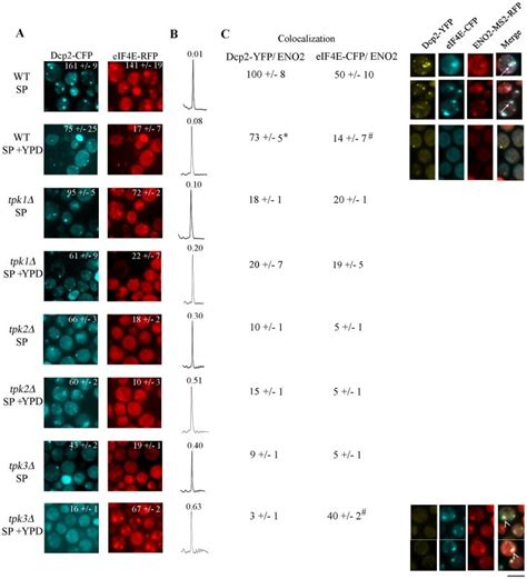 Pka Catalytic Subunits Are Required For Proper Accumulation Of Pbs And Download Scientific